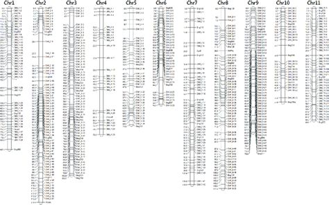 Linkage Map Lod 30 Of Phaseolus Vulgaris L With 513 Unique Marker