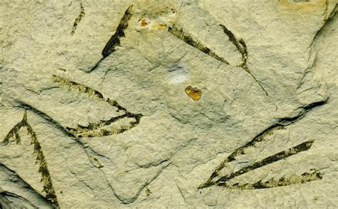 Carbonisation Fossil Online Emergencydentistry Com