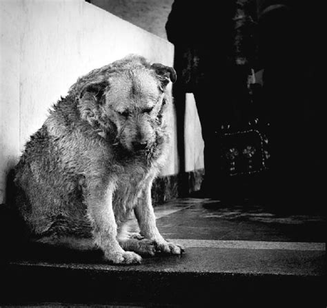 Откуда появляются бездомные собаки Ольга Сеина ВКонтакте