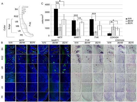 The Evolution Of Sex Linked Barring Alleles In Chickens Involves Both