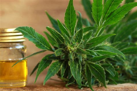 Hemp Vs CBD Know The Difference Between Them WeMystic