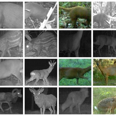 Pdf Wild Animal Detection Using Deep Convolutional Neural Network