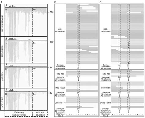Schematic Representation Of Genomic Regions With Snp Calls A