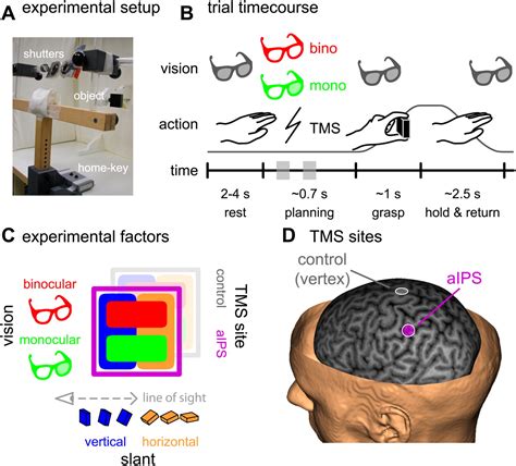 Cortical Dynamics Of Sensorimotor Integration During Grasp Planning Journal Of Neuroscience