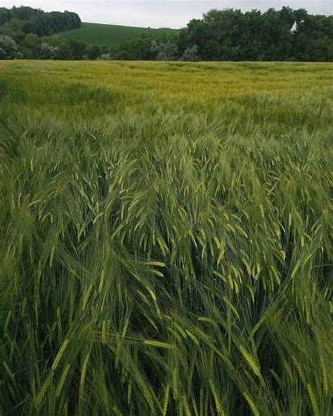 Пин от пользователя Наташа на доске View Природа Трава Лето