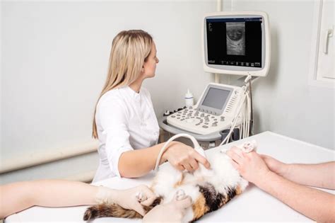 Pet Scan Ultrasound At Oliver Howell Price Blog