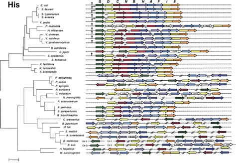 Phylogenetic Trees Constructed Using A Concatenation Of Nine Different Download Scientific