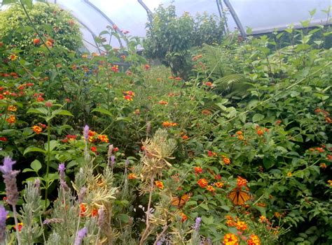 Greenhouse On Tumblr