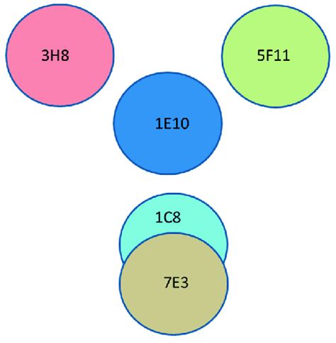 A Diagram Of Conformational Epitopes Of Flagellin Centered By The Download Scientific Diagram
