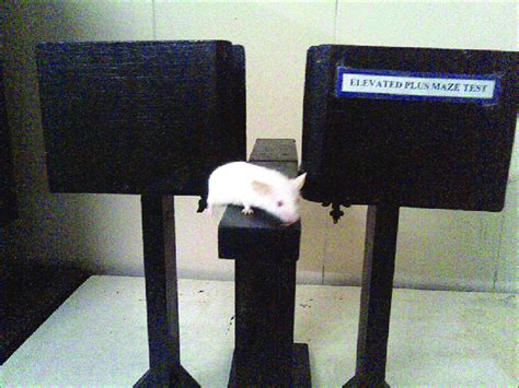 Elevated Plus Maze Test Download Scientific Diagram