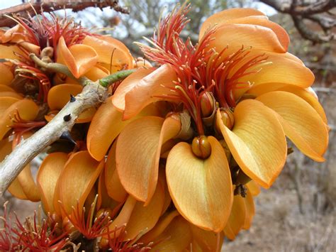 The Mokio Preserve Molokai Land Trust Molokai Hawaii