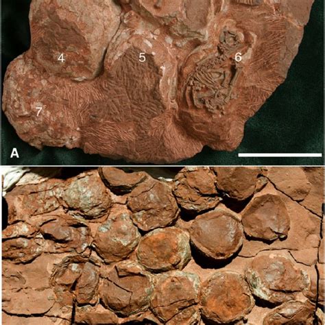 Time Calibrated Cladogram Of Dinosauria Showing The Known Distribution