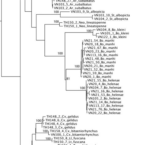 Bayesian Phylogeny Of The Barcode Region Of The Coi Nucleotide