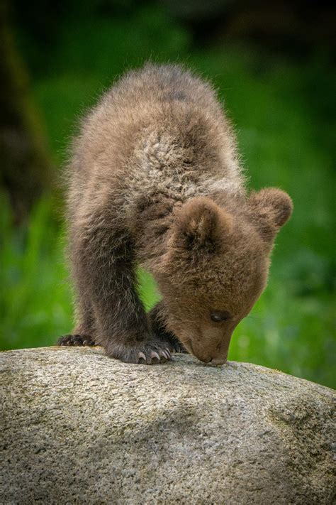 Care Bear Background Photos Download The Best Free Care Bear