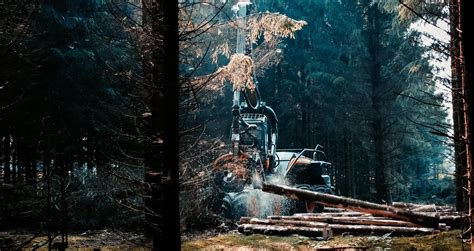 How Tree Removal Benefits Your Property