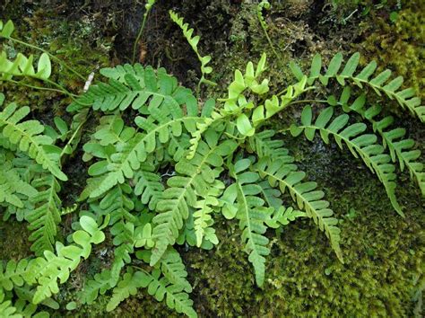Polypodium Amorphum Polypodiaceae Image 22604 At