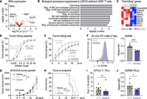Glucose Dependent Glycosphingolipid Biosynthesis Fuels Cd8 T Cell Function And Tumor Control