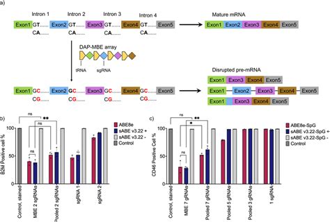 Inducible Multiplex Gene Knockouts In Mammalian Cells A Schematic Of Download Scientific