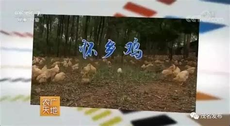 信宜这动物全国出名咧霸屏央视30分钟