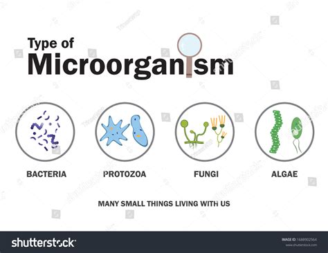 Types Of Protozoans