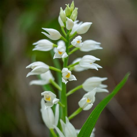 Българска фондация Биоразнообразие дълголистният главопрашник Facebook