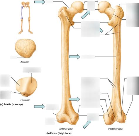 Femur Diagram Quizlet