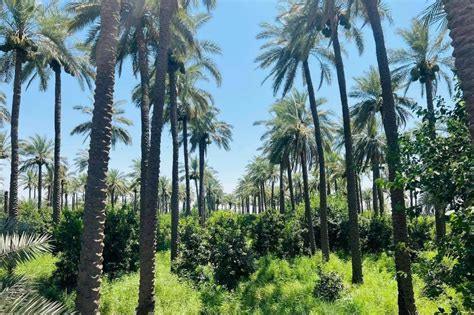 نخيل العراق يعانق السماء بملايين الأشجار مجددا اندبندنت عربية