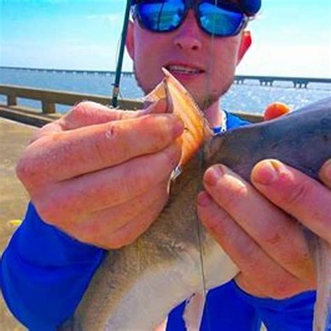 Do Catfish Sting Other Fish Diy Seattle