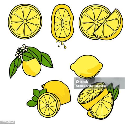 레몬 전체 반쪽 슬라이스 잎과 꽃 세트 다양한 변형 벡터 일러스트레이션의 육즙감감귤류 0명에 대한 스톡 벡터 아트 및 기타 이미지 Istock