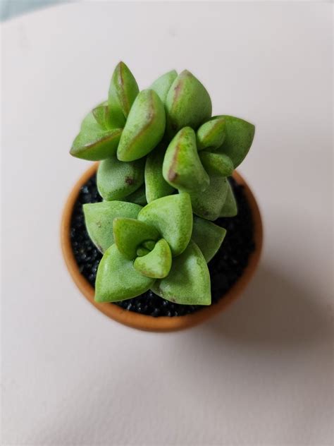 미니다육이 이름 종류좀 알려주세영 지식in