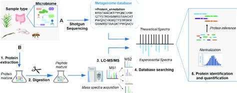 General Workflow Employed In Metaproteomics Experiments A Metagenome