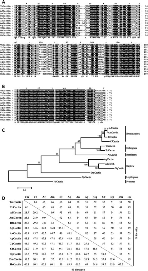 Multiple Alignment And Phylogenetic Analysis Of Tmcactin Multiple
