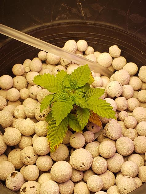 Shes Getting Better Root Temps Were Too High Also Upped Nutes Rdwc