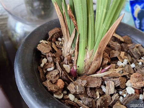 花芽还是叶芽 种养心得 兰花交易网论坛
