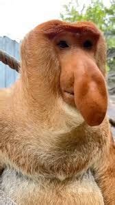 Create Meme Monkey Nosey The Monkey With The Big Nose A Monkey With