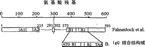 Protein G Oligonucleotide Conjugate Eureka Patsnap