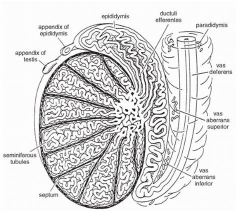 Anatomy And Pathology Of Testis Cancer Oncohema Key