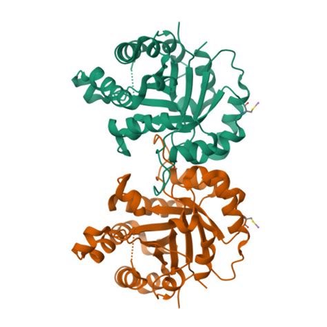 RCSB PDB 8JBP Crystal Structure Of Triosephosphate Isomerase From Leishmania Orientalis At 1