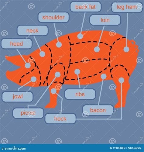 Cutting Pork Meat Cuts Diagram Chart Stock Vector Illustration Of Loin Guide 190668805