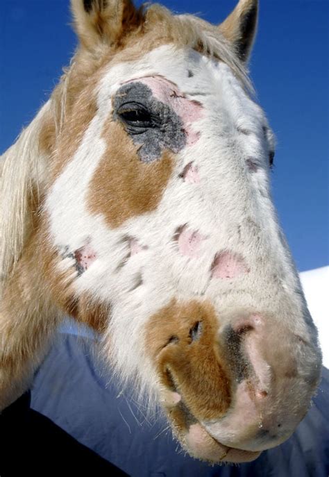 Ringworm Horsedvm Diseases A Z