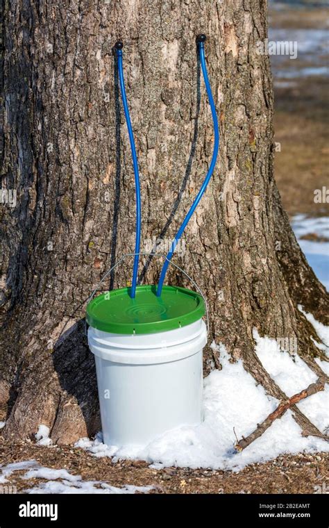 Gathering Sugar Maple Sap Tapping Trees Early March E Usa By James D Coppinger Dembinsky