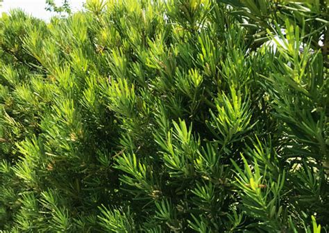 ラカンマキ 特徴と育て方 ガーデニングの図鑑