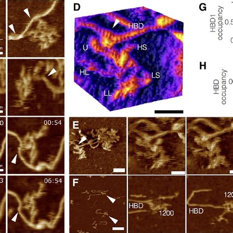 High Resolution Imaging Of Dna And Rna By Afm Ab Hotair Molecules