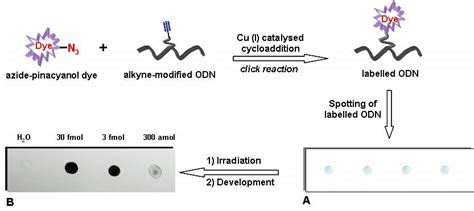 1 Schematic Representation Of The Envisaged Dna Detection Method Using Download Scientific