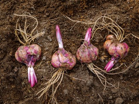 Learn Which Bulbs To Dig Up In Fall Gardening Know How