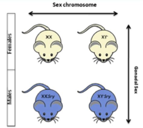 Solved The “four Core Genotypes” ﻿mouse Model See Figure