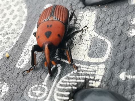 Photo 45304381 C Andrey Fadeev All Rights Reserved Uploaded By