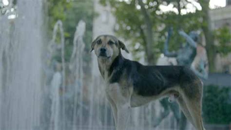 ქუჩის ძაღლი ფანტანი Stockfootage