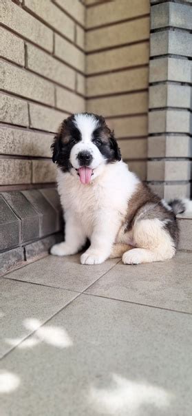 Продаётся щенок московской сторожевой девочка возраст полтора месяца кушает сама от породистых