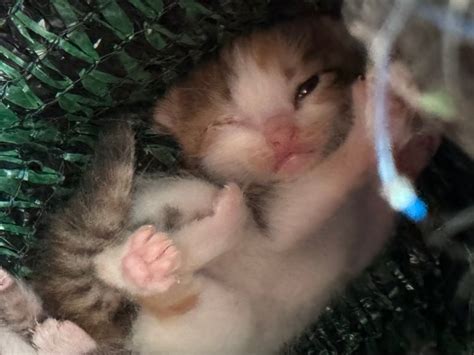 새끼고양이가 한쪽 눈이 붙었어요 지식in